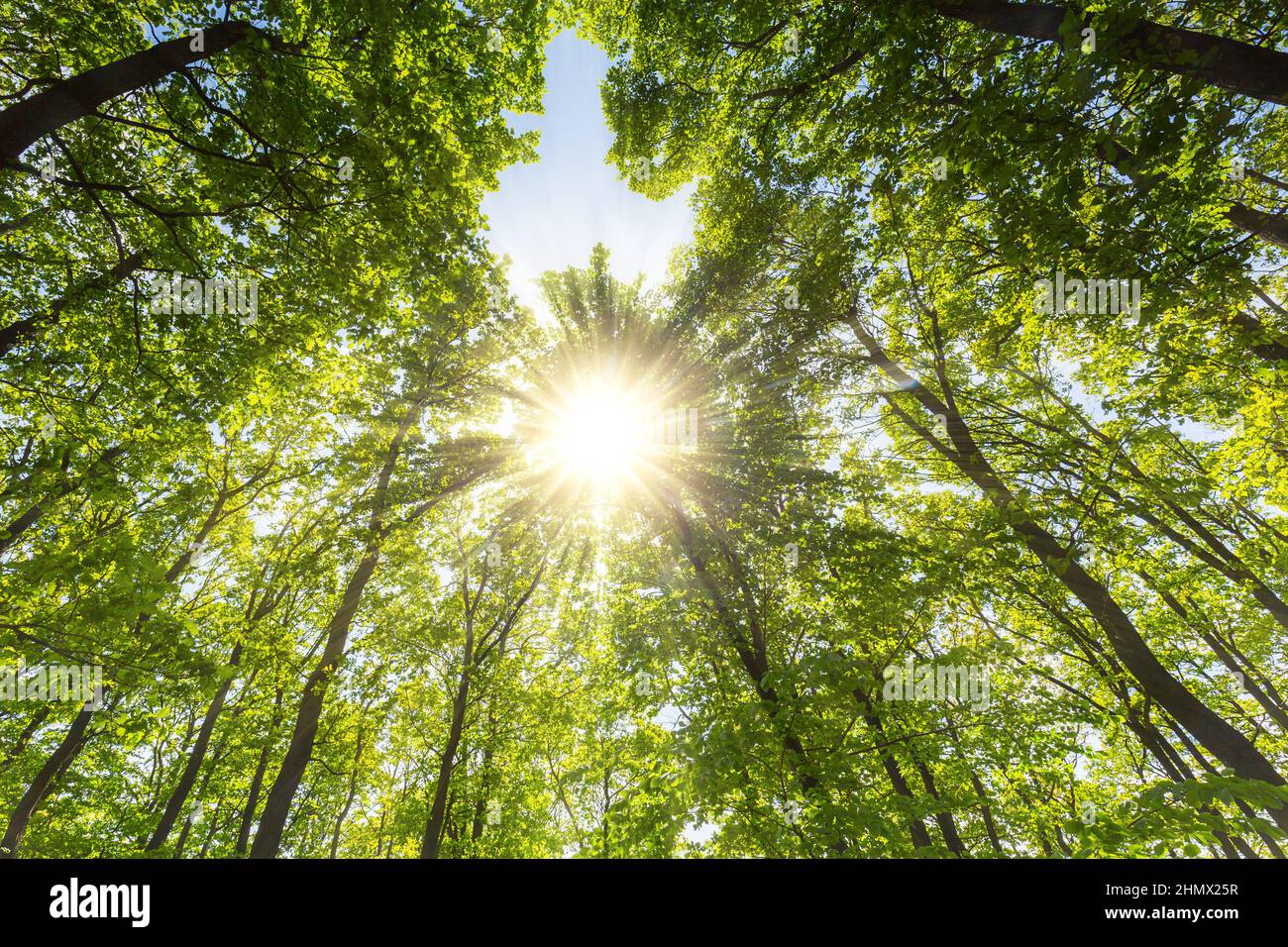 natural forest with misty sun light shining out of the treetops Stock ...