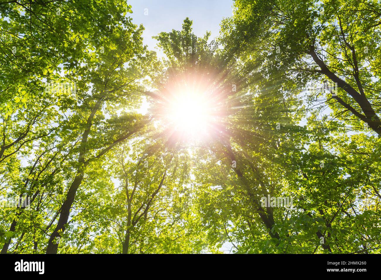 Warm spring sun shines explosive through treetop Stock Photo - Alamy