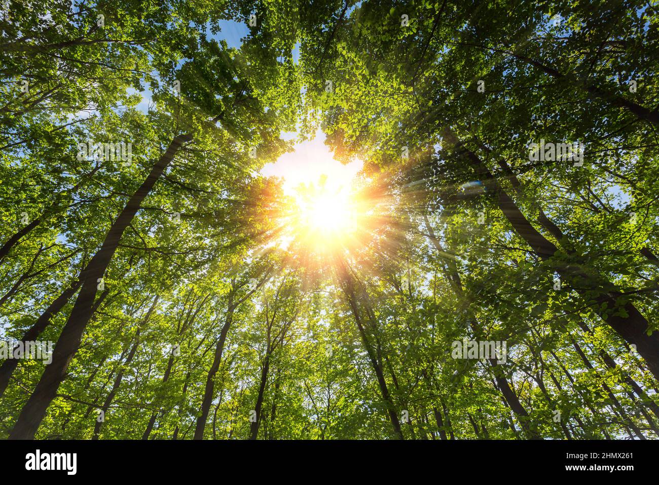 Rays sunlight falling through hi-res stock photography and images - Alamy
