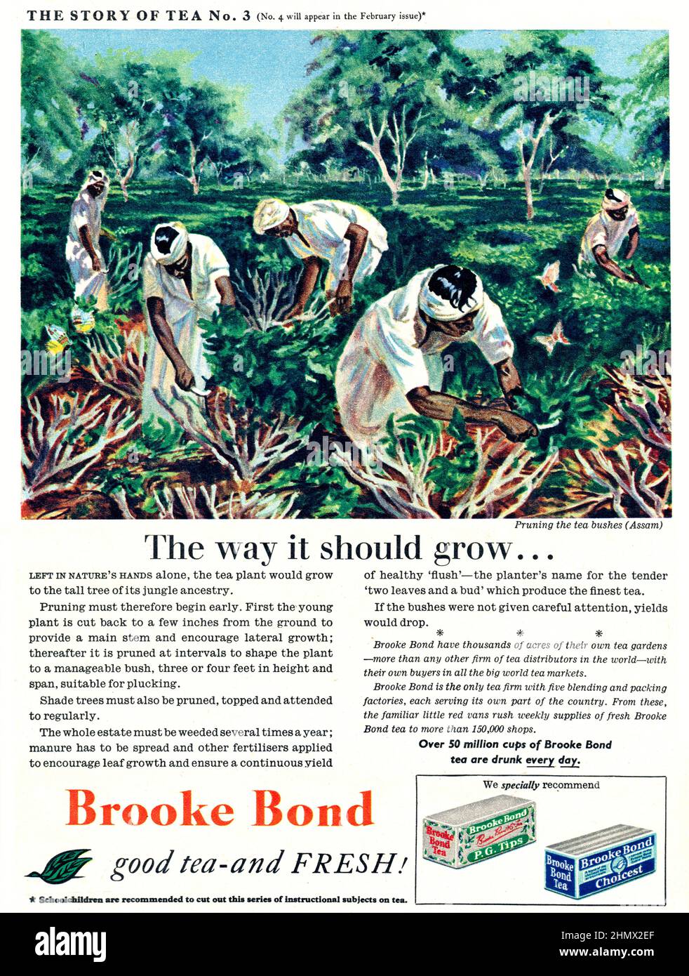 A vintage Brooke Bond tea advert from 1950 Stock Photo - Alamy