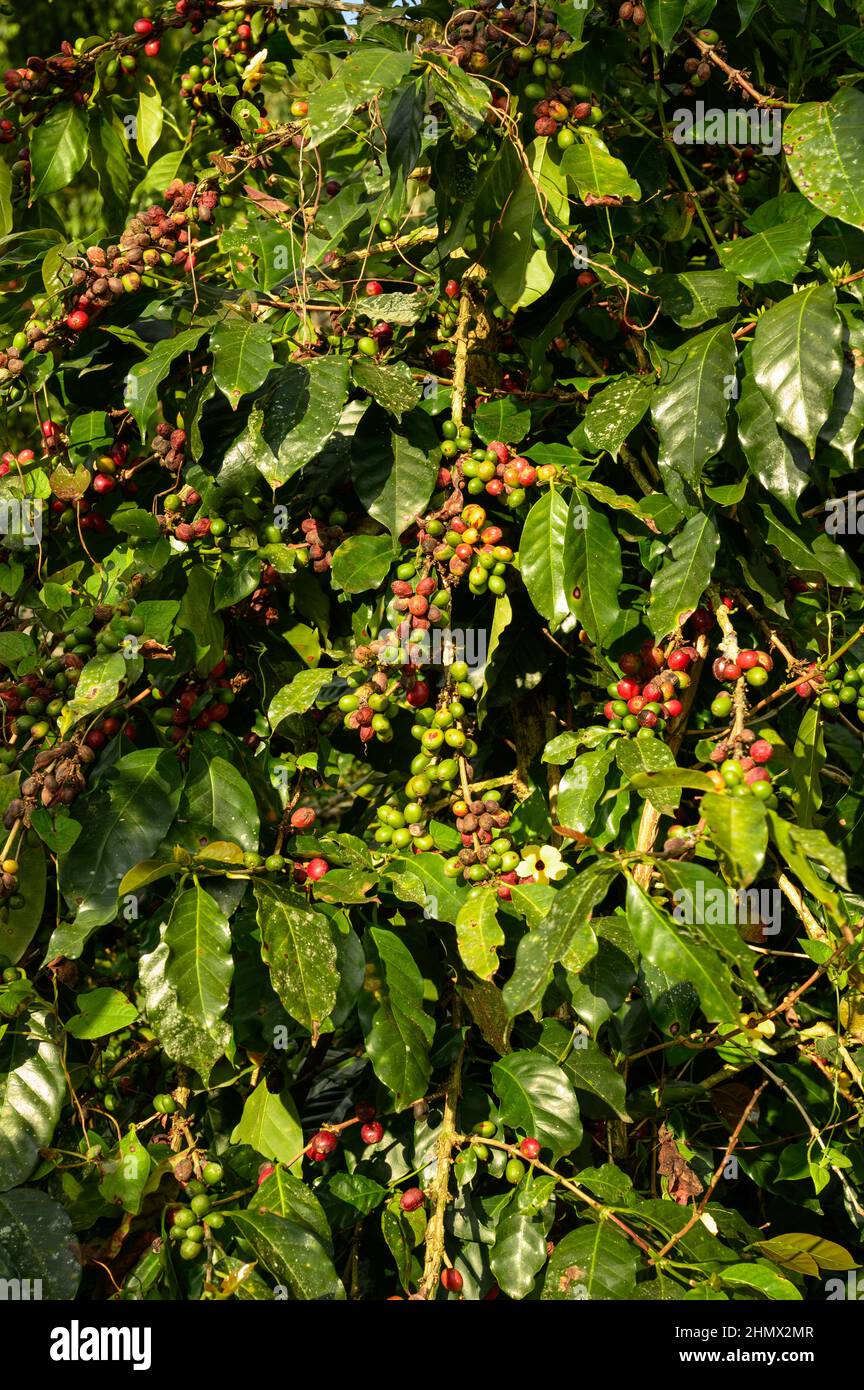 Raw fruits of coffee plant in morning day are ready for gathering Stock ...