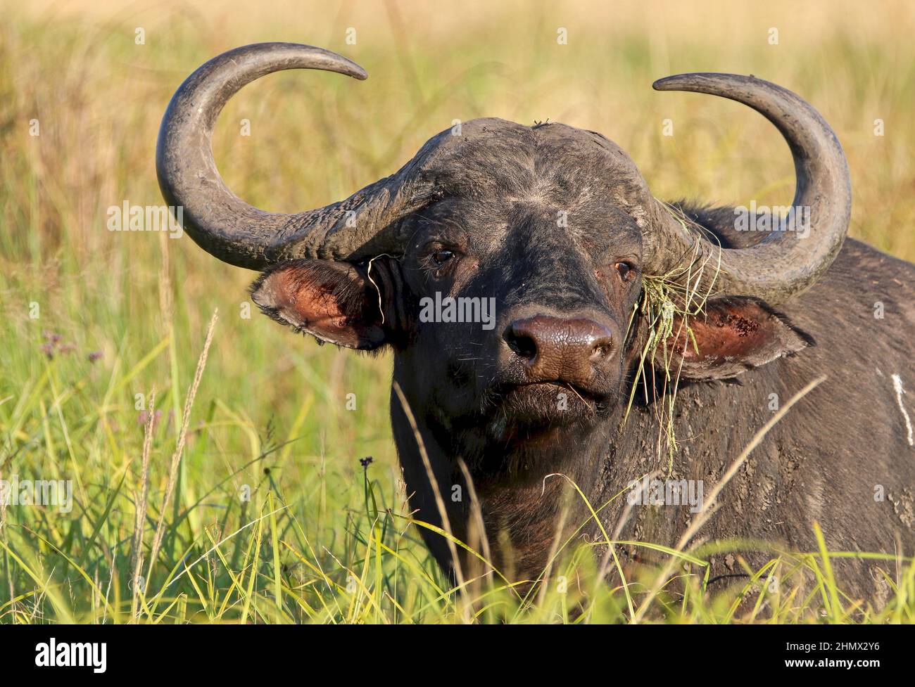 African buffalo, South Africa Stock Photo - Alamy