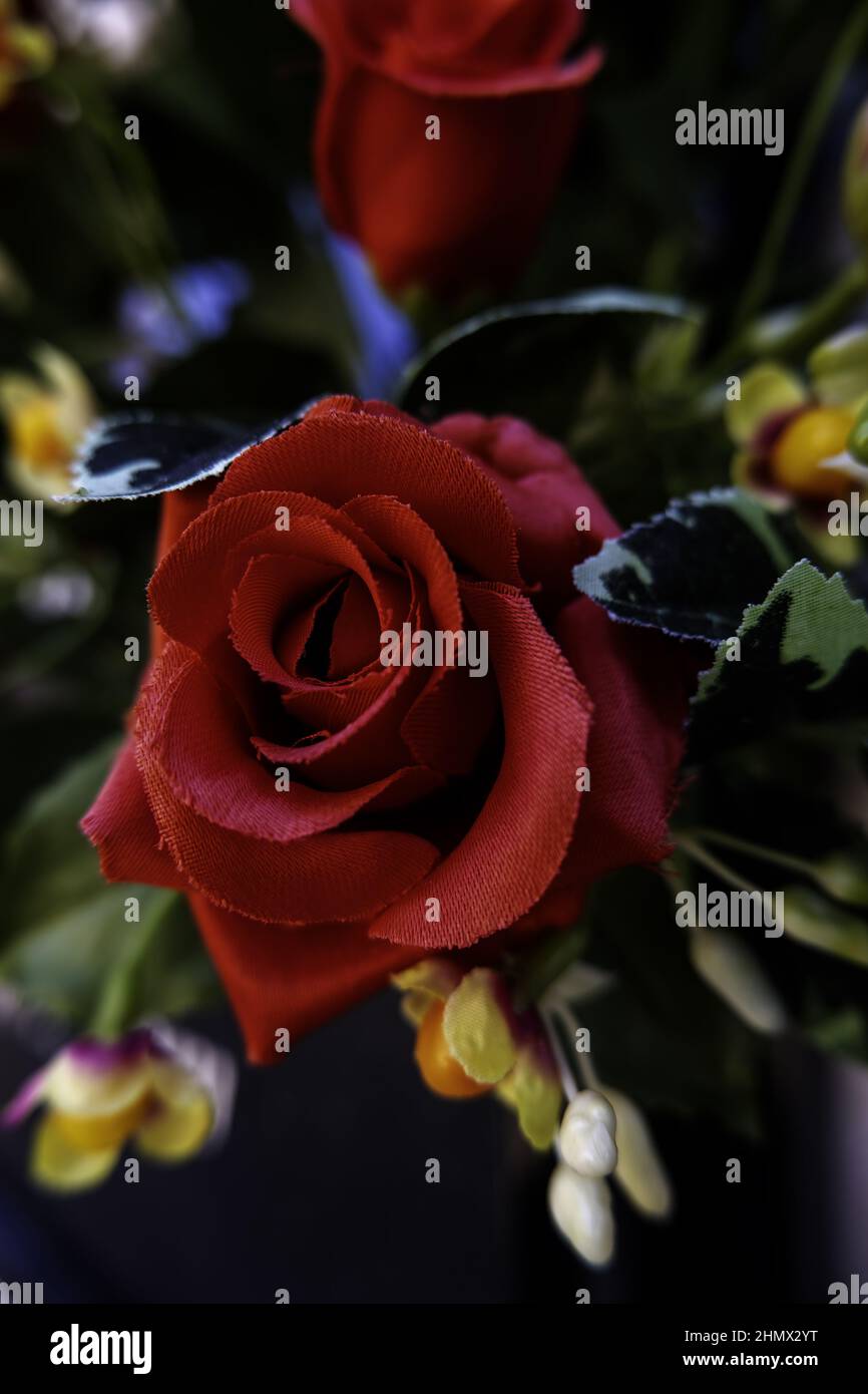 Bright red rose with petals, bouquet and celebration Stock Photo - Alamy