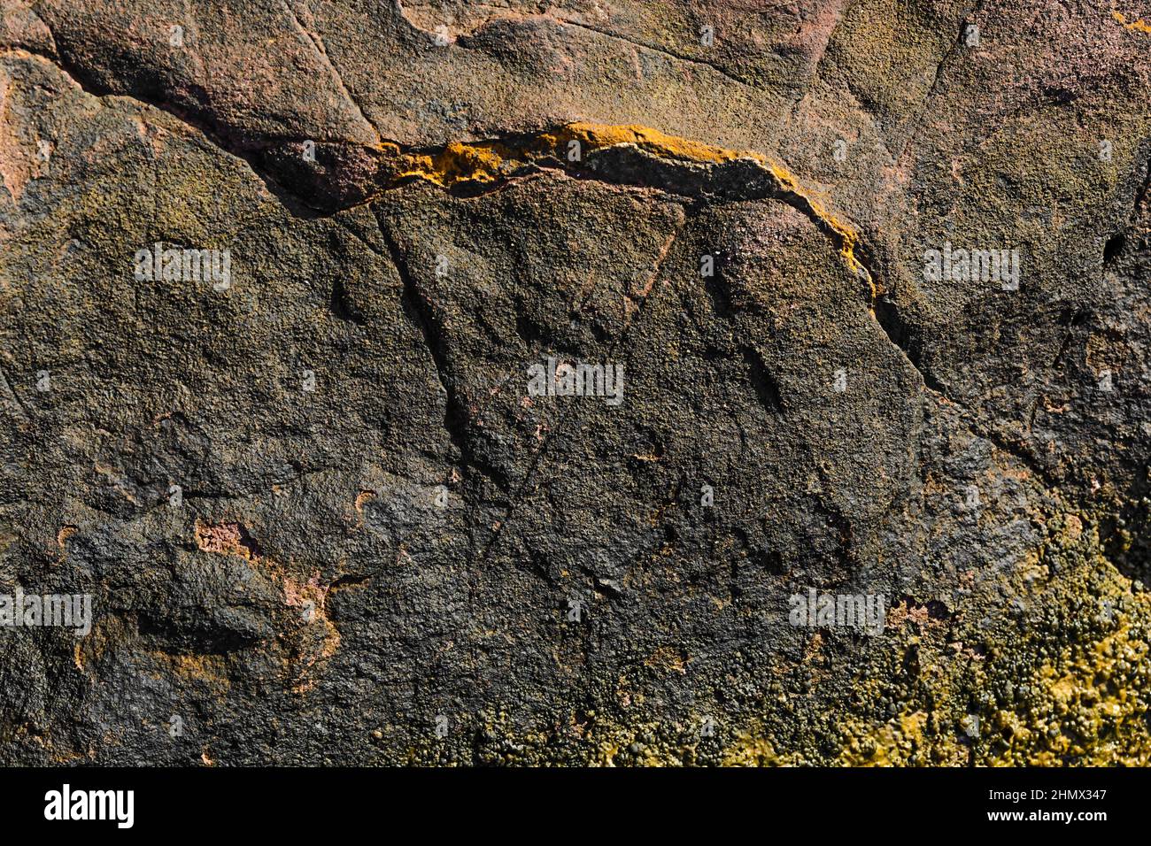 Black and yellow coral texture of sea stone texture Stock Photo - Alamy
