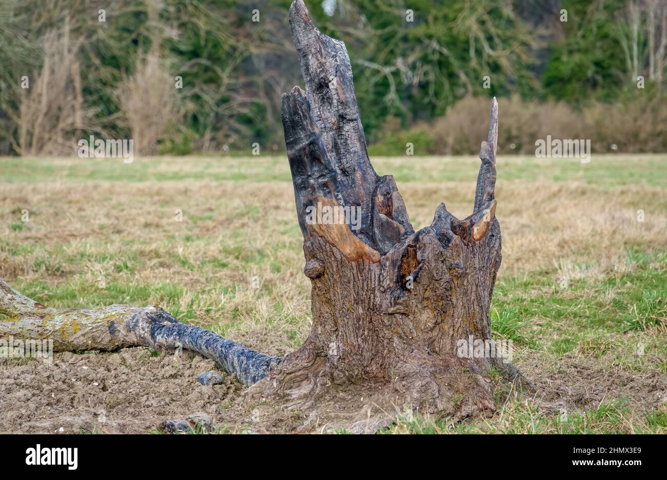 burnt out charcoal tree stump remains after a lightning strike Stock ...