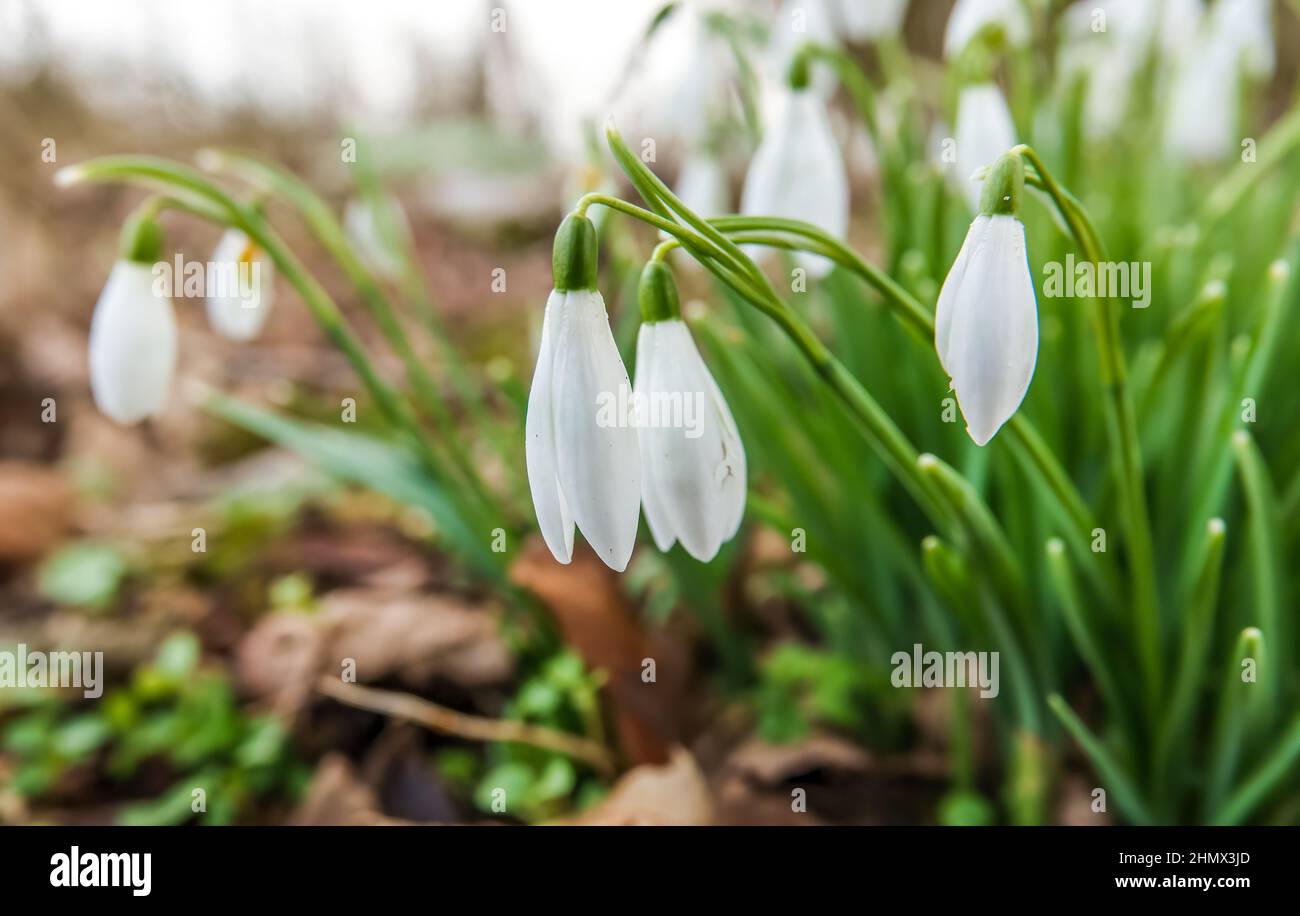 Tall Snowdrop High Resolution Stock Photography and Images - Alamy