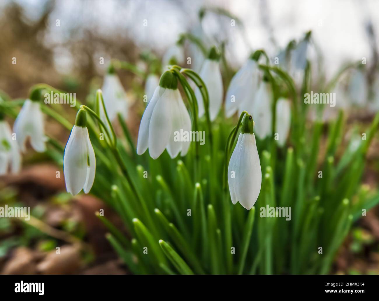 close up of wild snowdrops (Galanthus) in February winter fall Stock ...