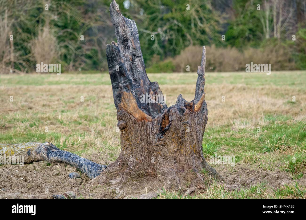 burnt out charcoal tree stump remains after a lightning strike Stock ...