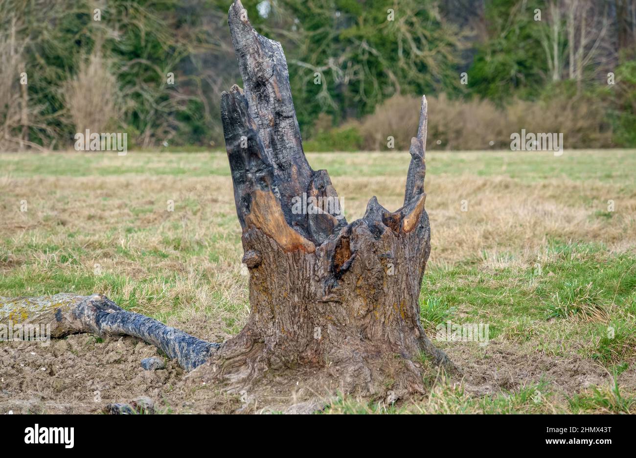 burnt out charcoal tree stump remains after a lightning strike Stock ...
