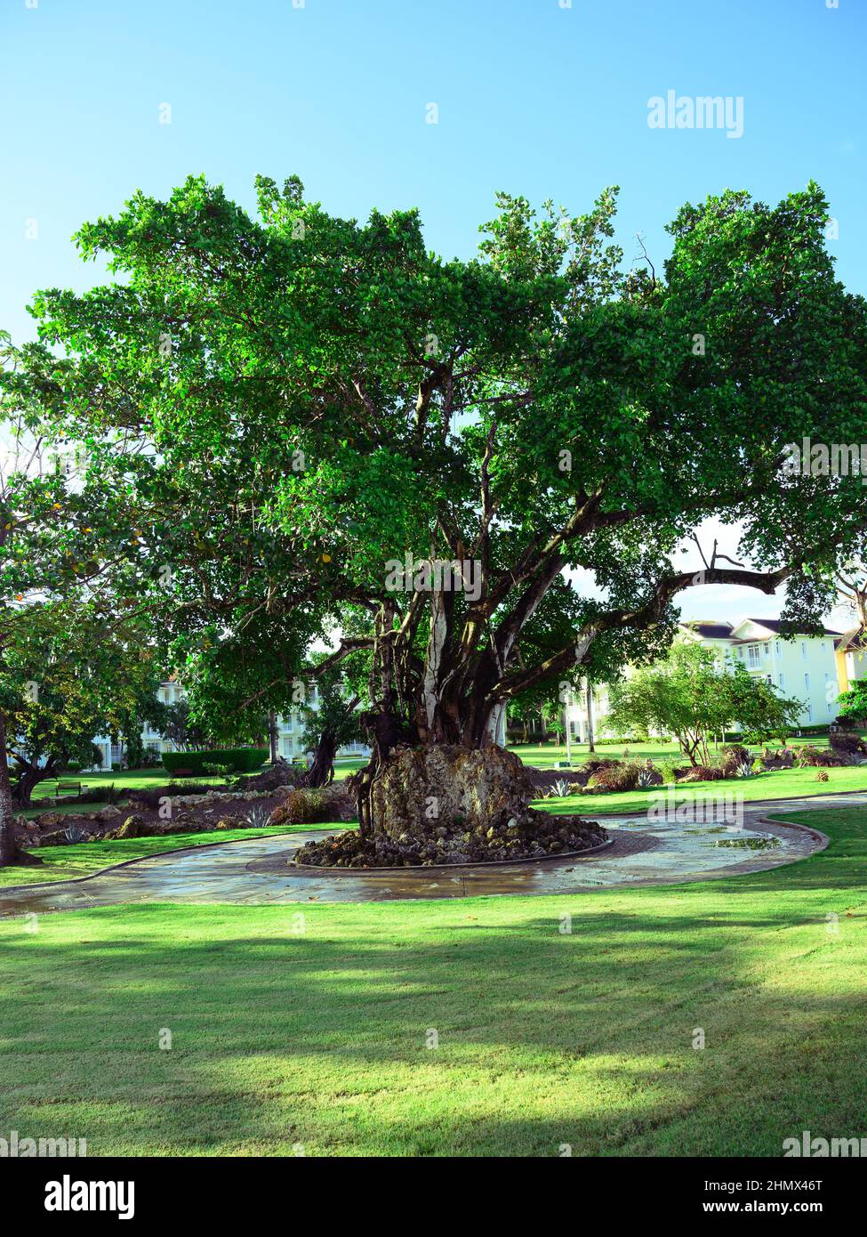 The photo of a tree in the square was taken in the Dominican Republic ...