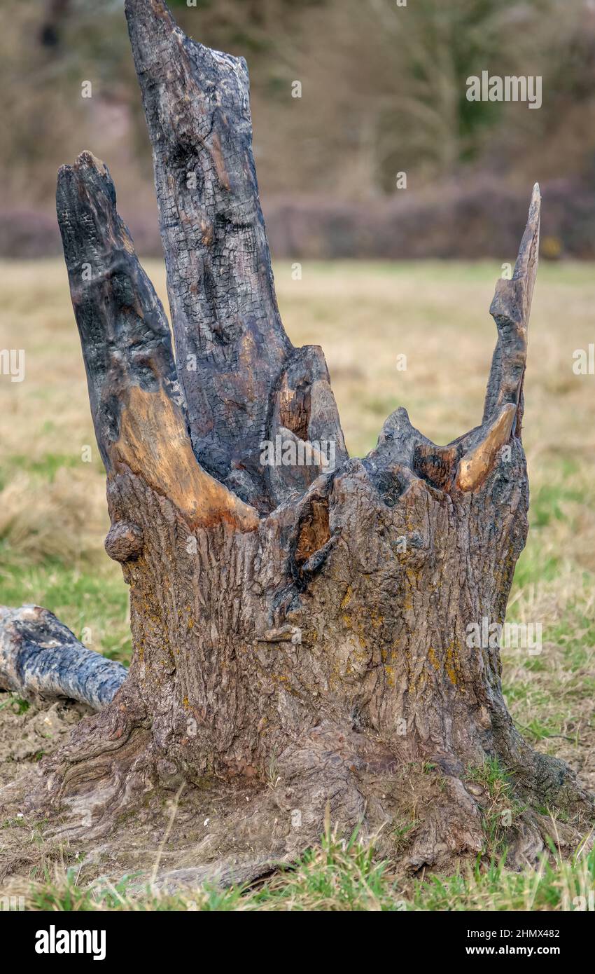 burnt out charcoal tree stump remains after a lightning strike Stock ...