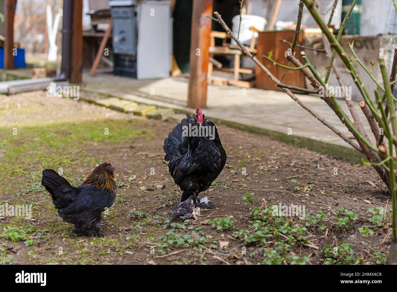 Black rooster chicken on a domestic poultry farm in the garden Stock ...