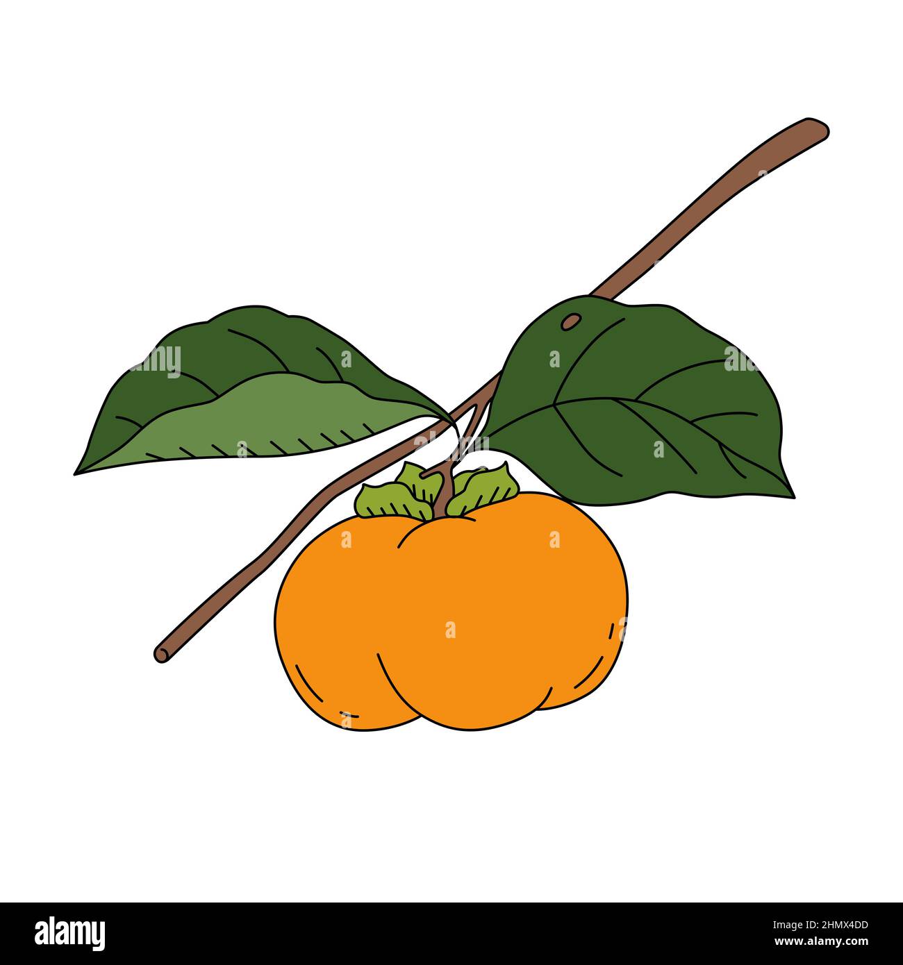 Vector illustration of a persimmon on a branch. Fresh fruit in cartoon ...