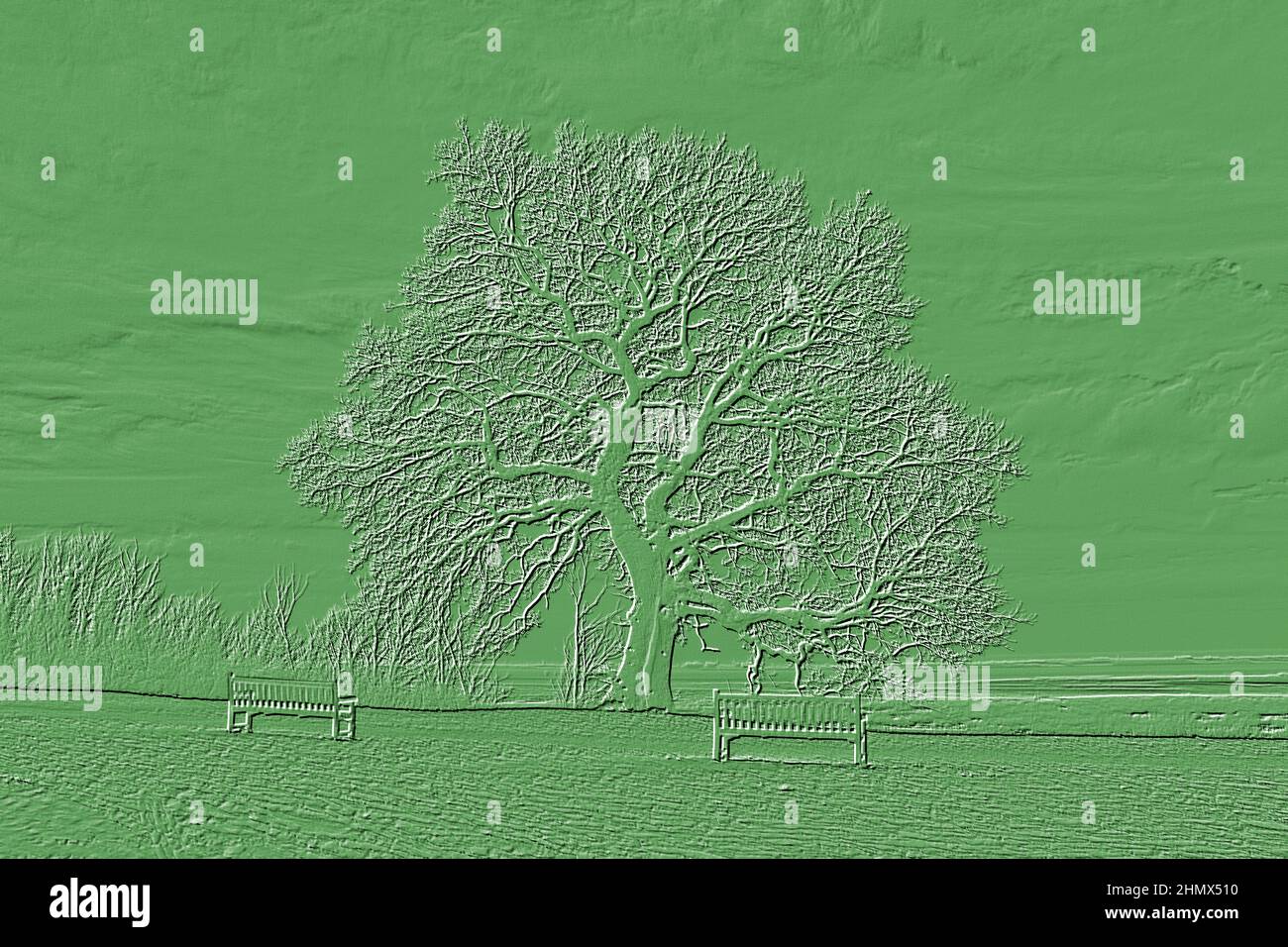 Digitally embossed image of a bare Oak tree (Quercus Stock Photo - Alamy