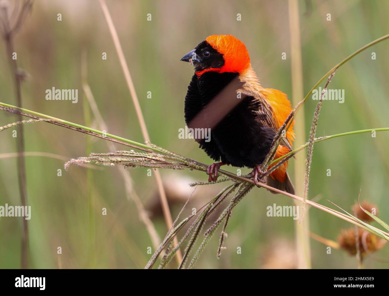 Red Bishop, South Africa Stock Photo - Alamy