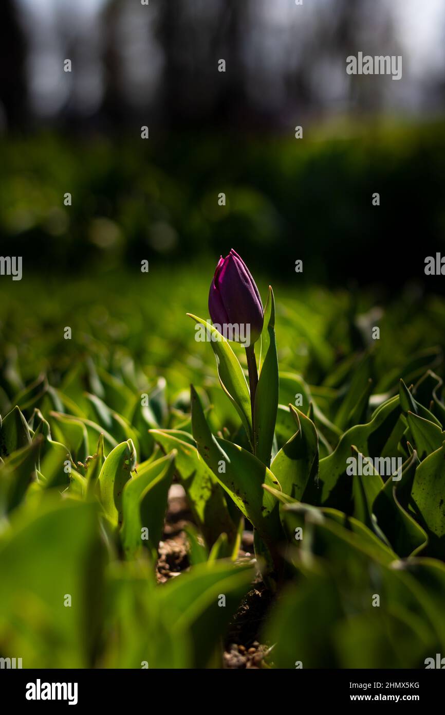 Purple Tulip. A single tulip in a park in spring. Spring background ...