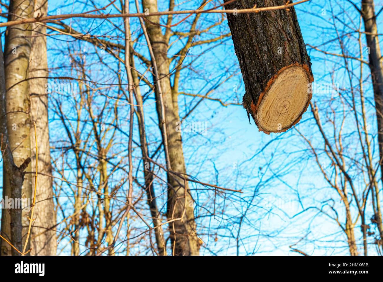 Tree without rootsTree rings with background, wood texture, wooden icon ...