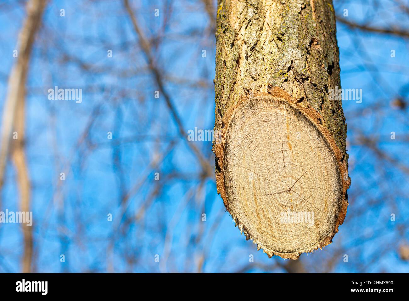 Tree without rootsTree rings with background, wood texture, wooden icon ...