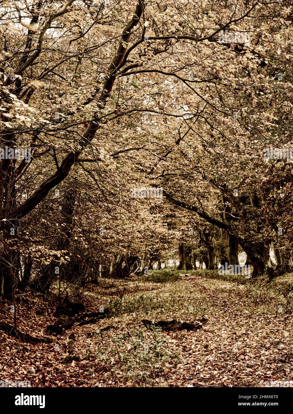 Patterns and textures in nature, intimate landscape of tree patterns ...
