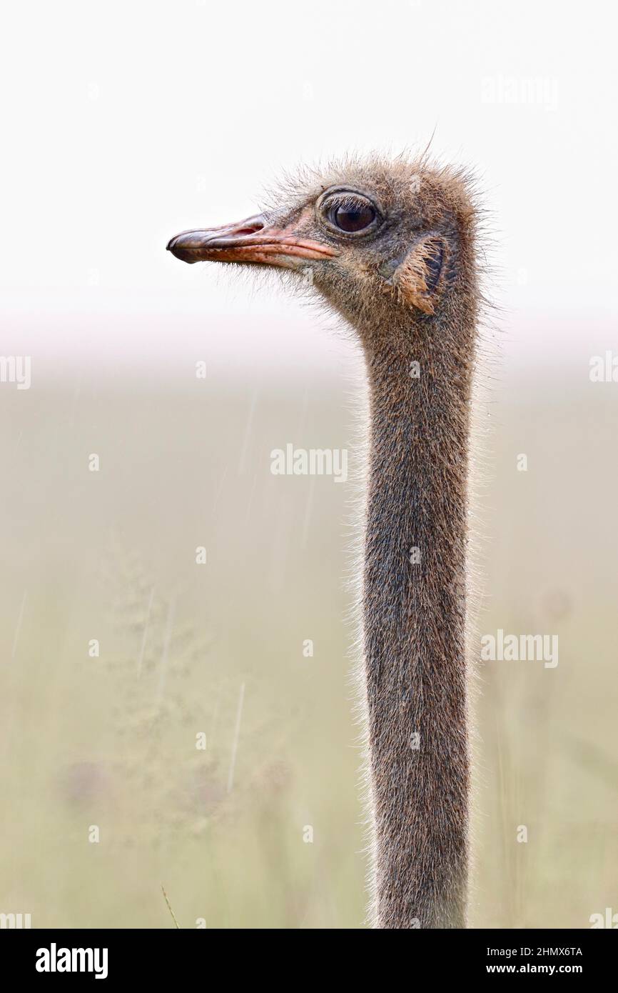 Common Ostrich, South Africa Stock Photo - Alamy