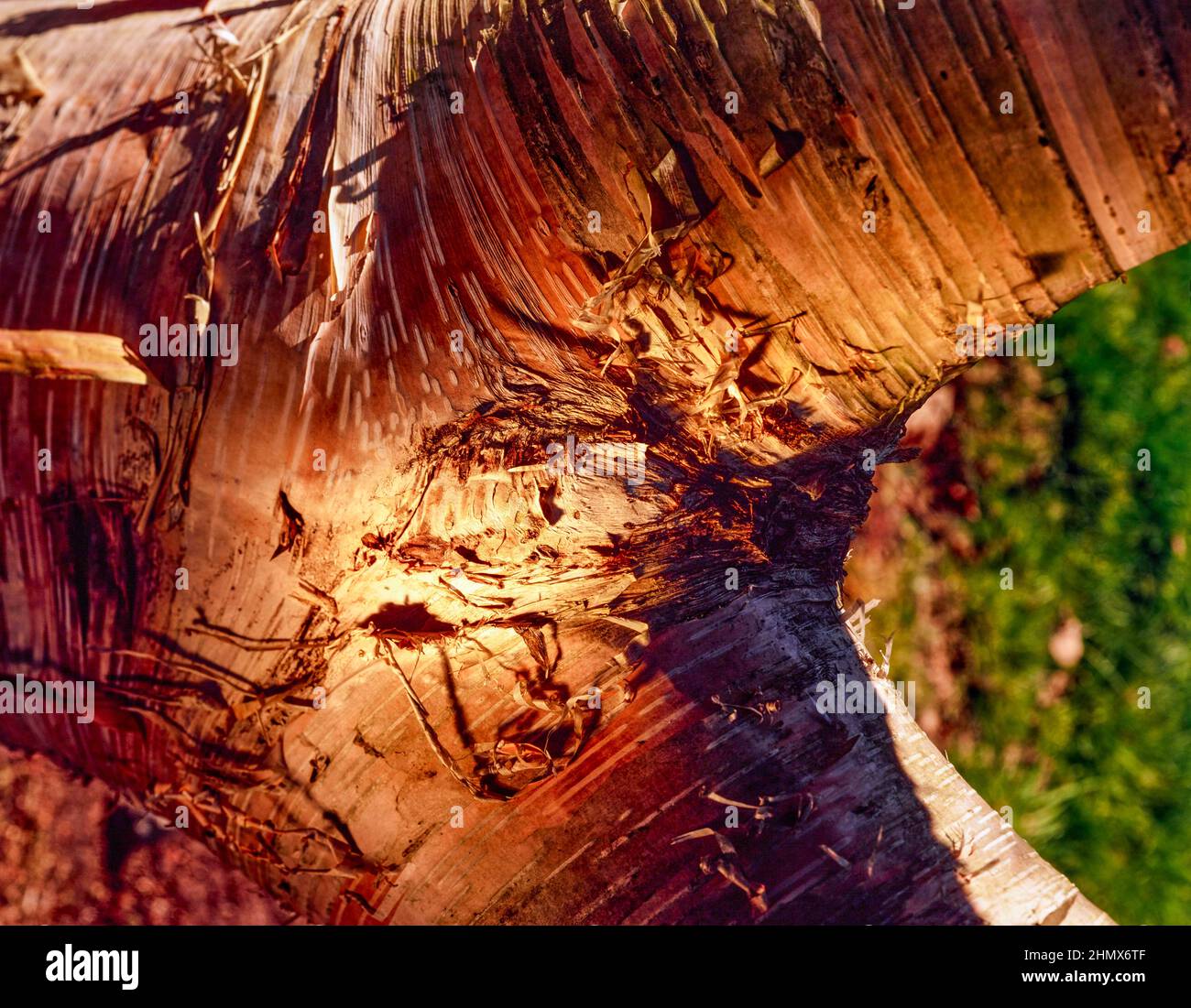 Patterns and textures in nature, intimate landscape of tree patterns ...