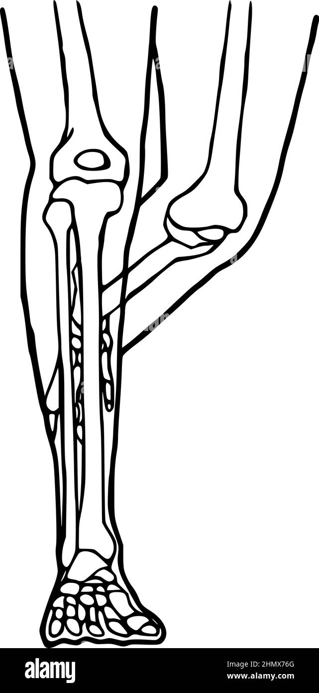 Human legs hand drawn icon. Anatomical structure of the knee and ankle ...