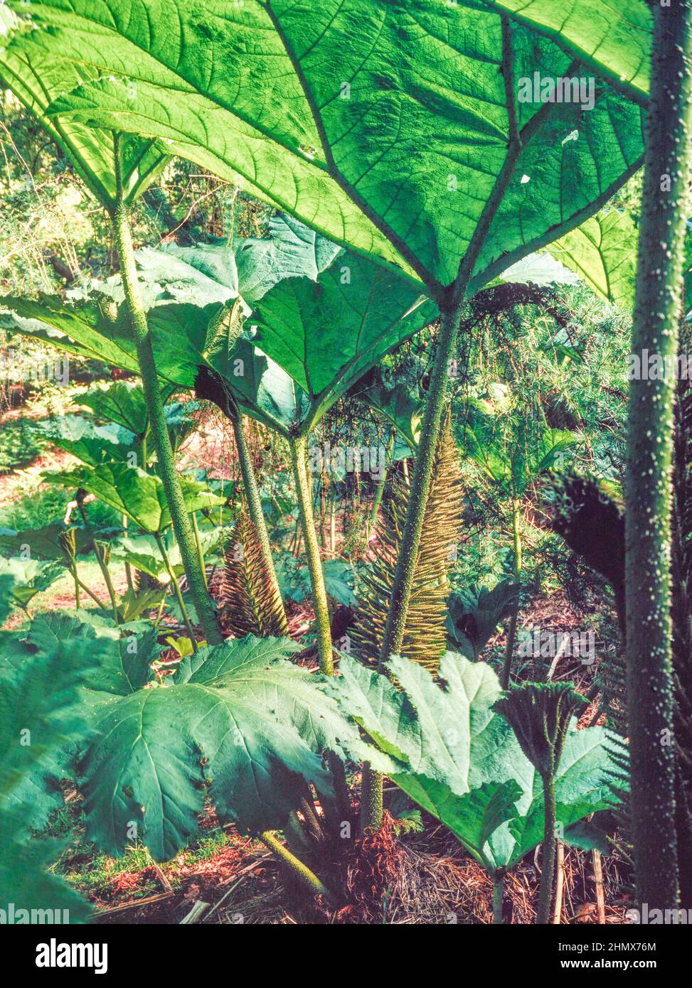 Stunning Gunnera plant in good light, natural close-up plat portrait ...