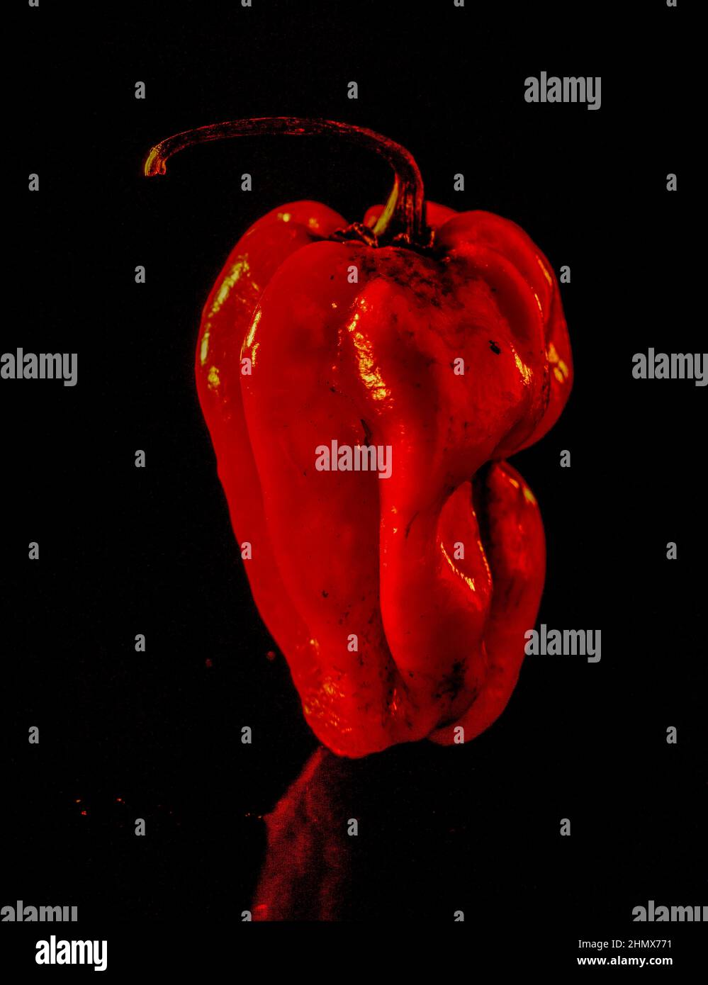 Food close up still life of red Scotch bonnet, bonney peppers on plain ...