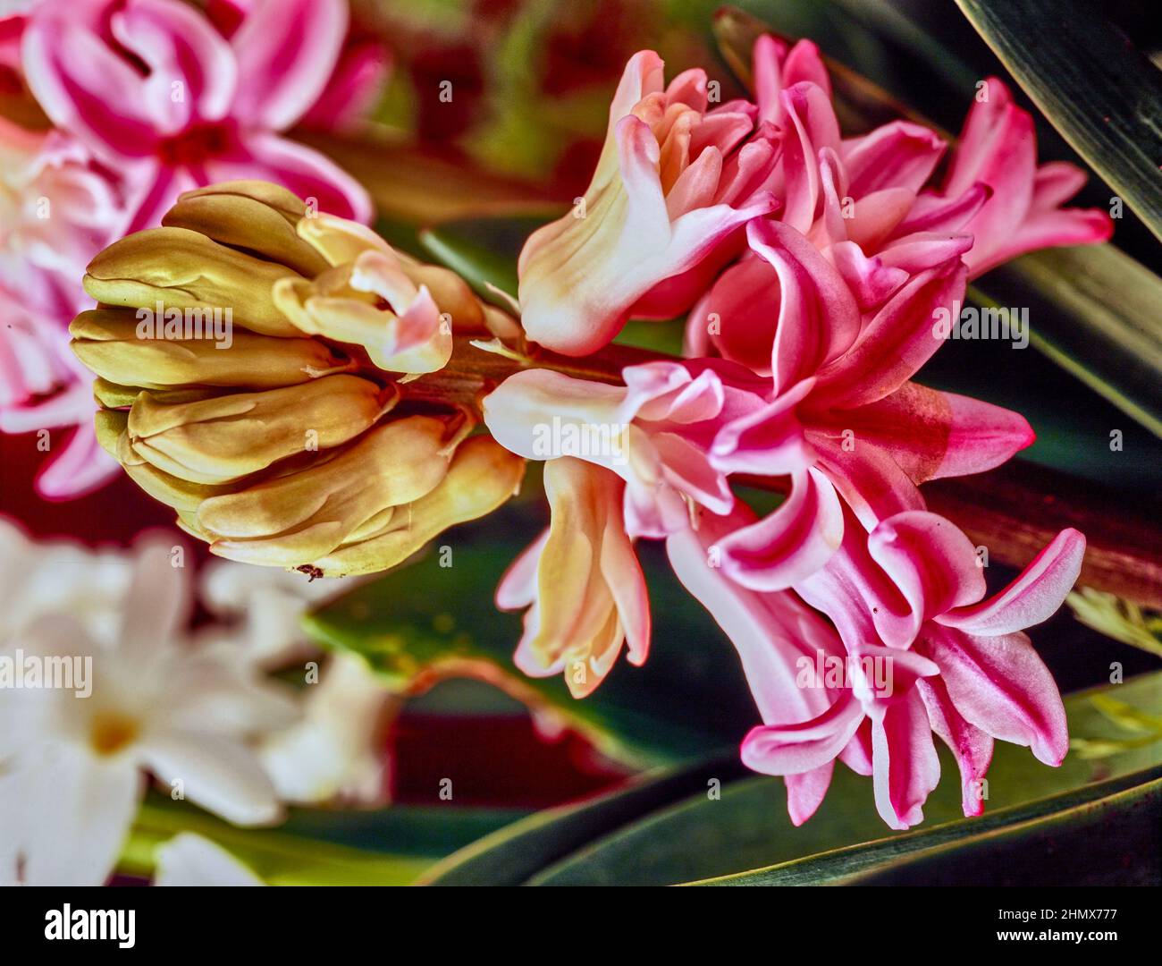 Macro flower portrait of Hyacinth Stock Photo - Alamy