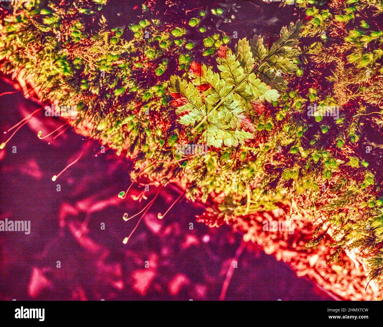 Choas, abstract patterns and textures in nature and the environment ...