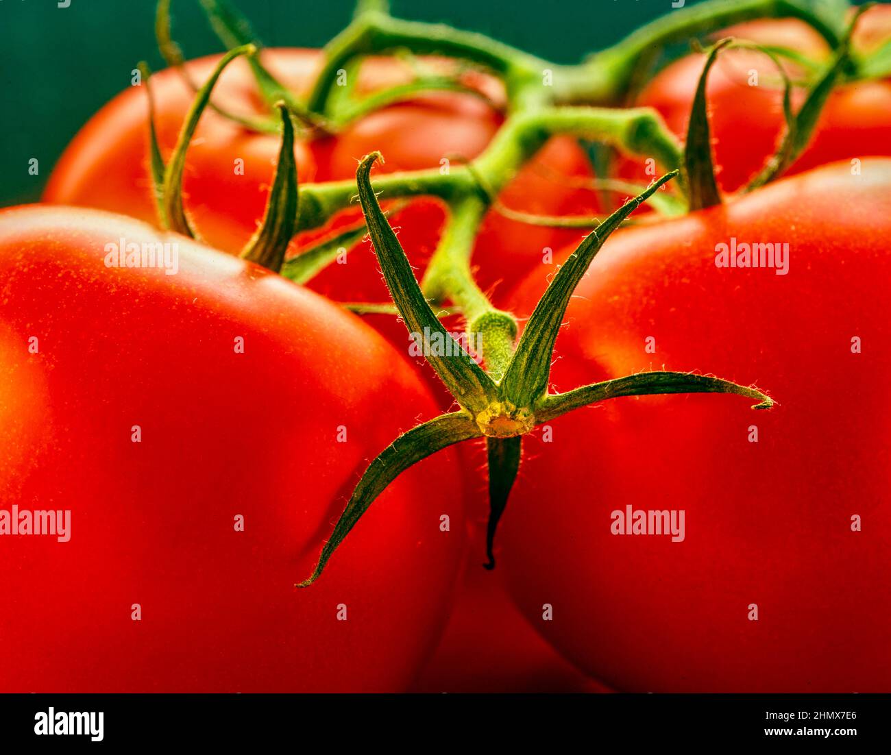 Macro food ingredient portrait of red Vine Tomatoes Stock Photo - Alamy