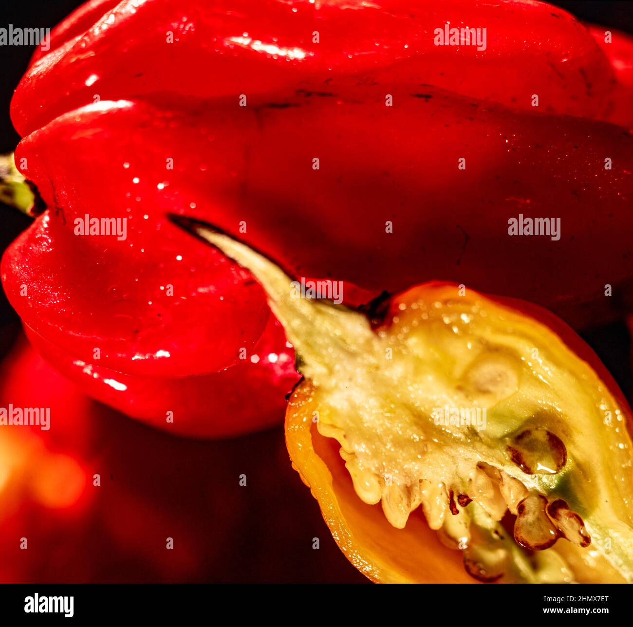 Food close up still life of red Scotch bonnet, bonney peppers on plain ...