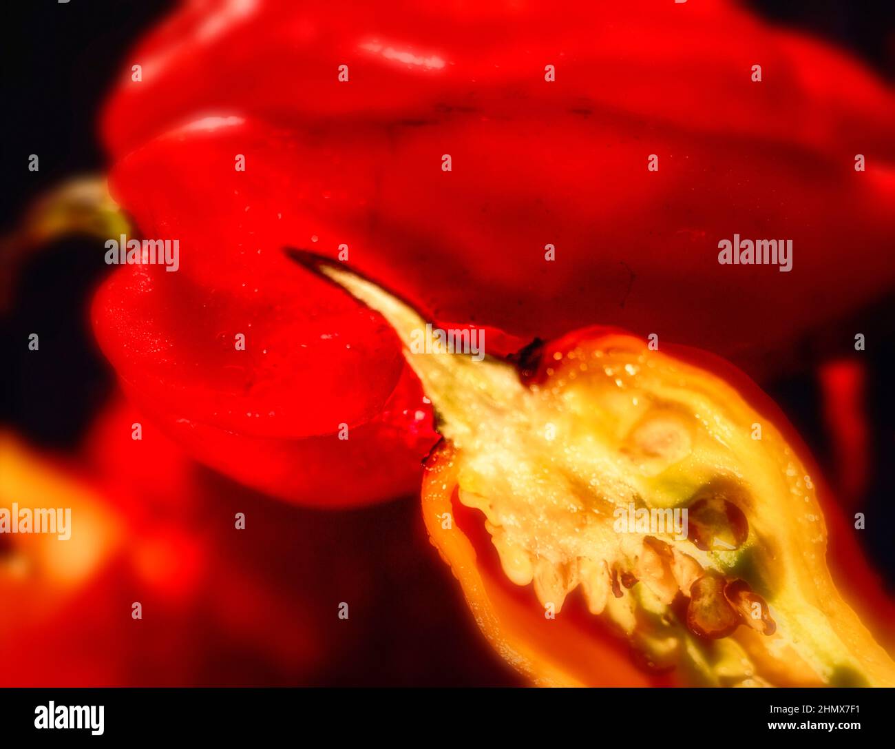 Food close up still life of red Scotch bonnet, bonney peppers on plain ...