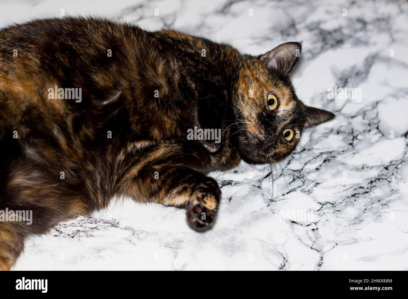 variegated tricolor mongrel cat lying on a marble background, beautiful ...