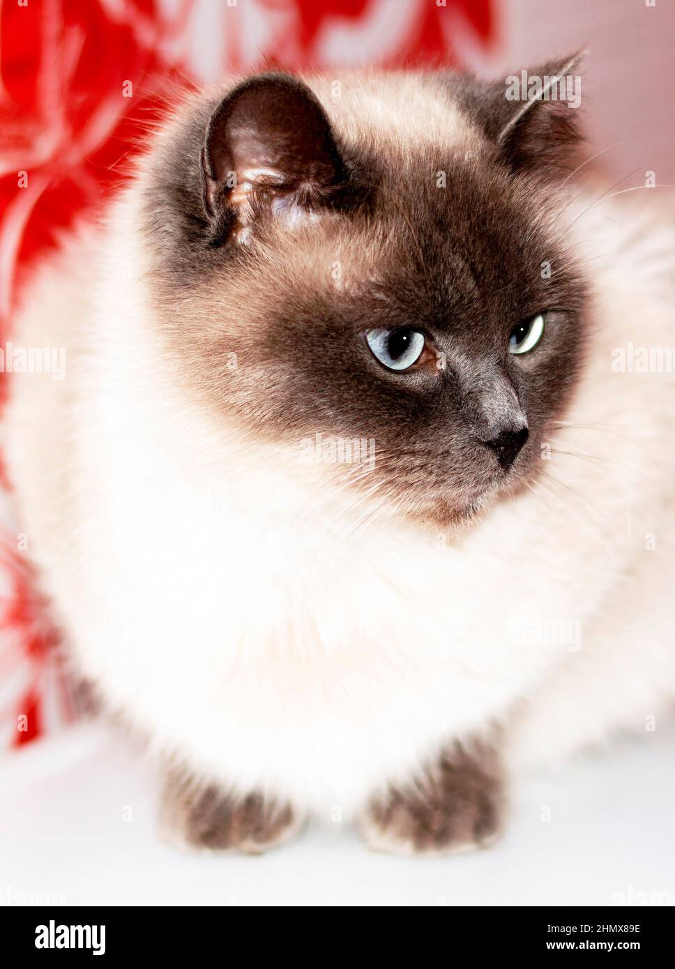 Portrait blue-point of a Scottish white cat, beautiful domestic ...
