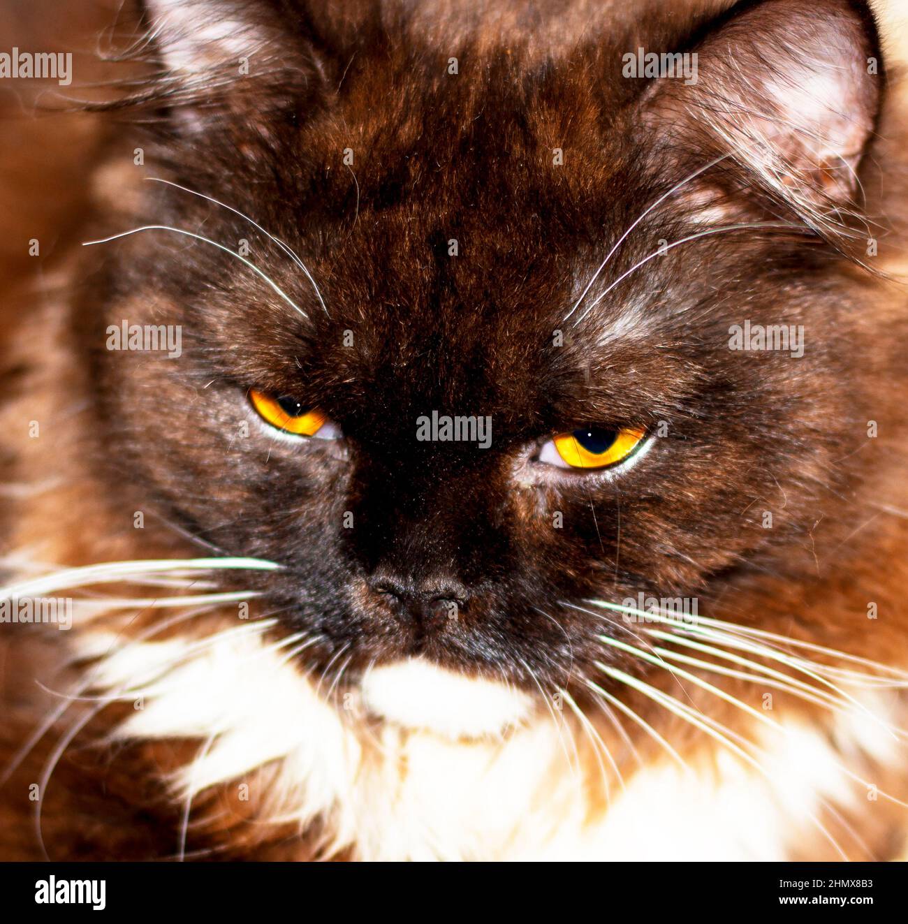 Portrait of a close-up of the muzzle of a Scottish cat longhair ...