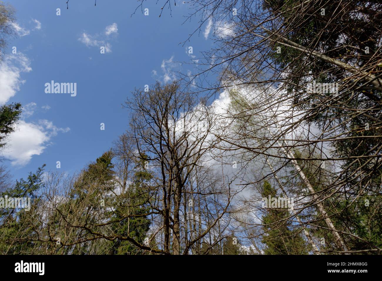 View of tree crowns in spring forest. Seasonal natural scene Stock ...