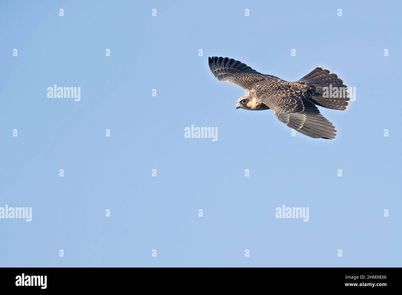 Eleonora's falcon (Falco eleonorae) in high speed in flight Stock Photo ...