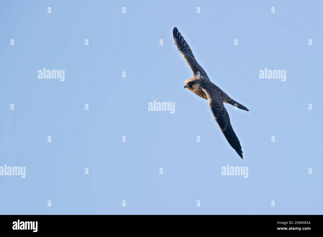 Eleonora's falcon (Falco eleonorae) in high speed in flight Stock Photo ...