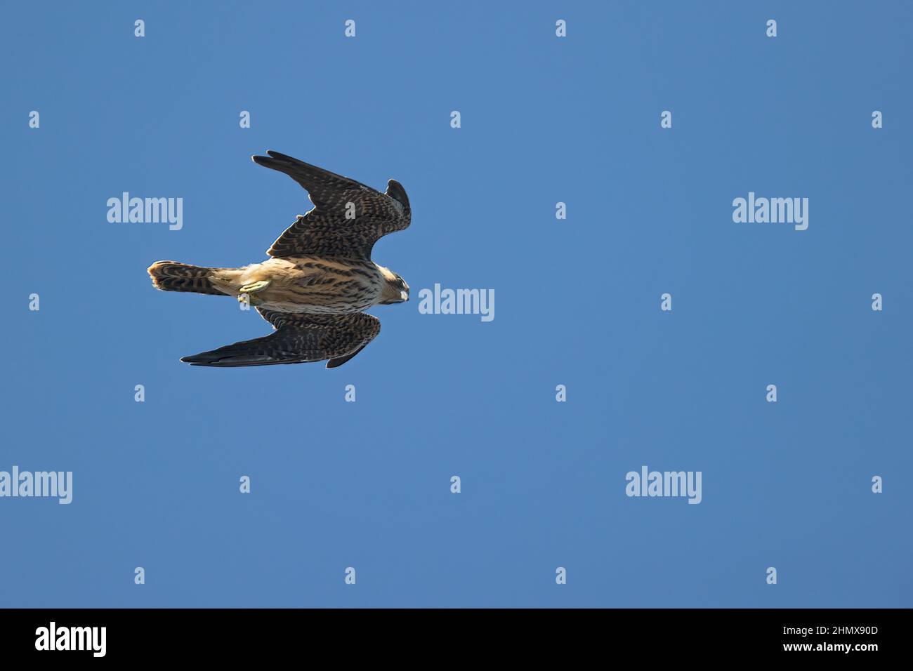 Eleonora's falcon (Falco eleonorae) in high speed in flight Stock Photo ...