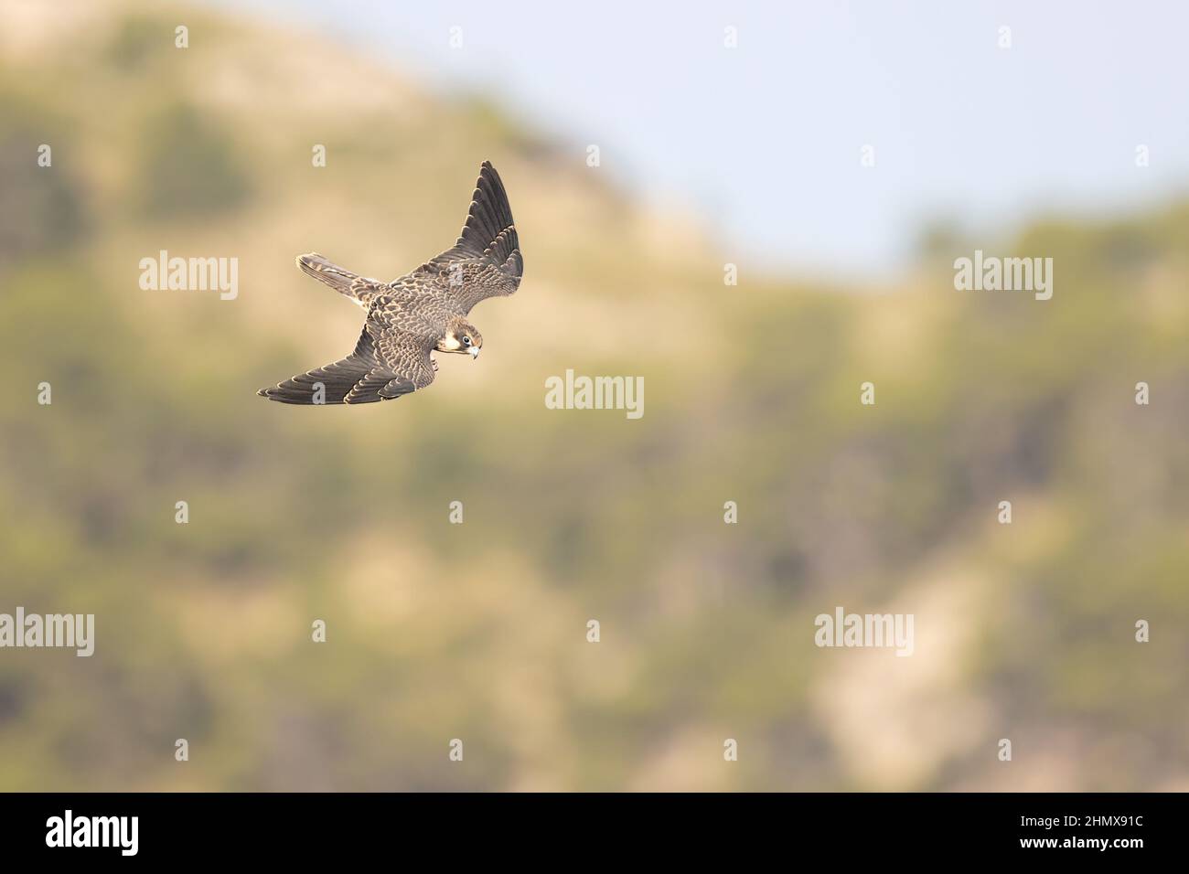 Eleonora's falcon (Falco eleonorae) in high speed in flight Stock Photo ...