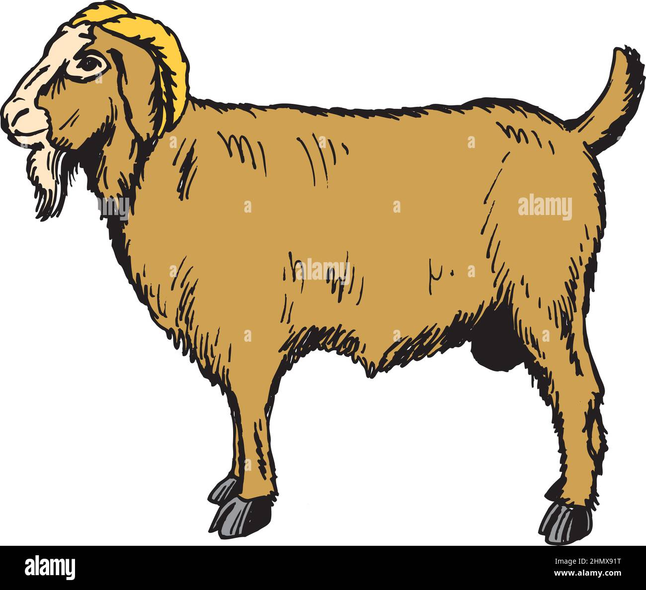 Goat Vector Illustration Stock Vector Image & Art - Alamy
