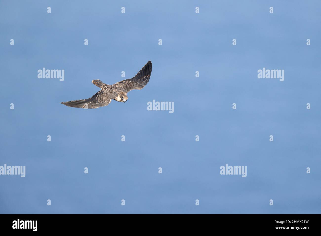 Eleonora's falcon (Falco eleonorae) in high speed in flight Stock Photo ...
