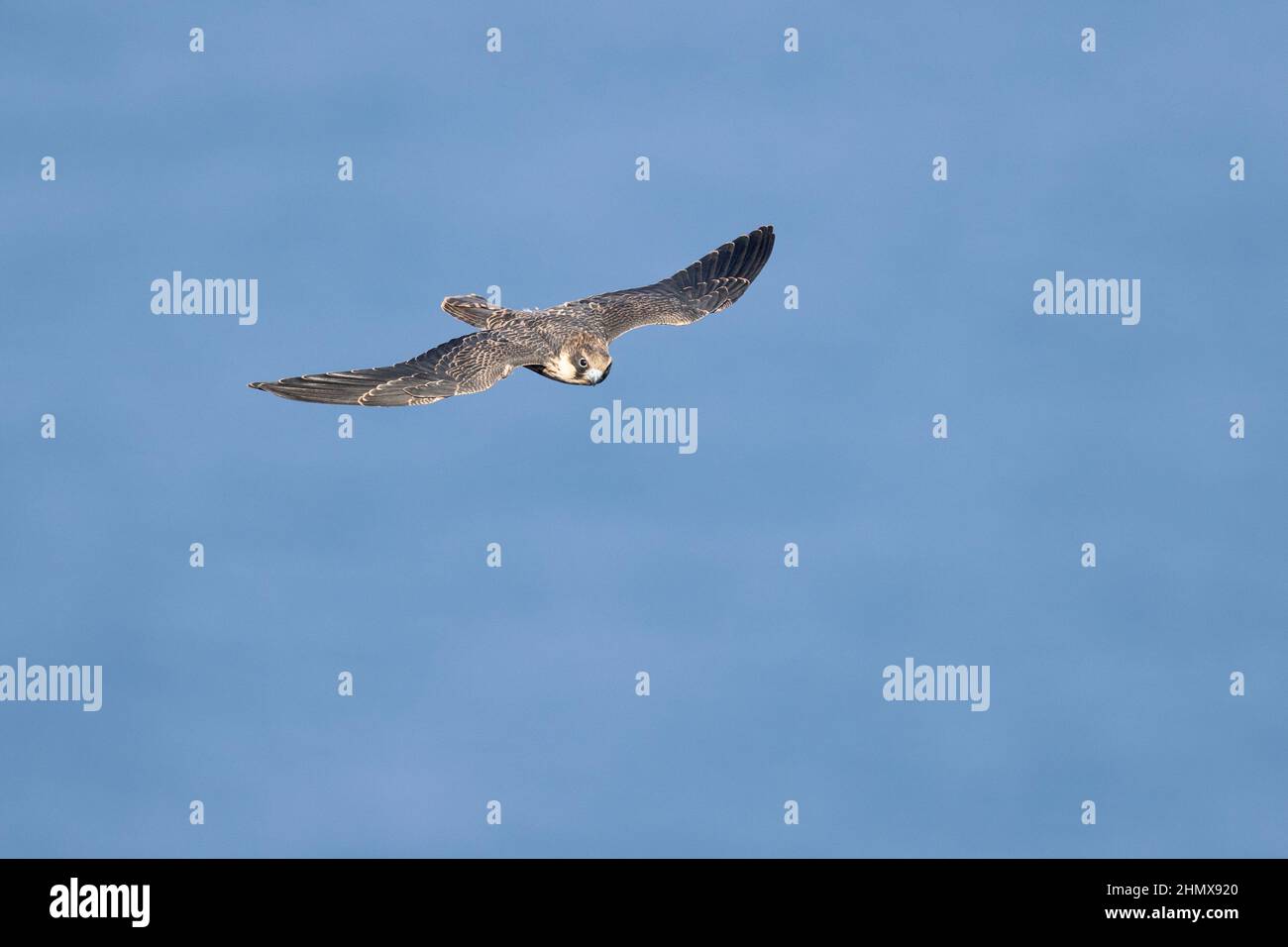 Eleonora's falcon (Falco eleonorae) in high speed in flight Stock Photo ...