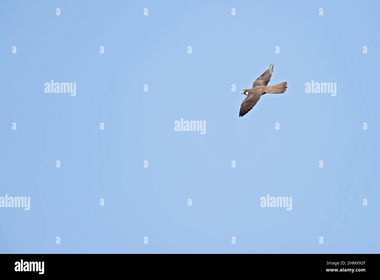 Eleonora's falcon (Falco eleonorae) in high speed in flight Stock Photo ...