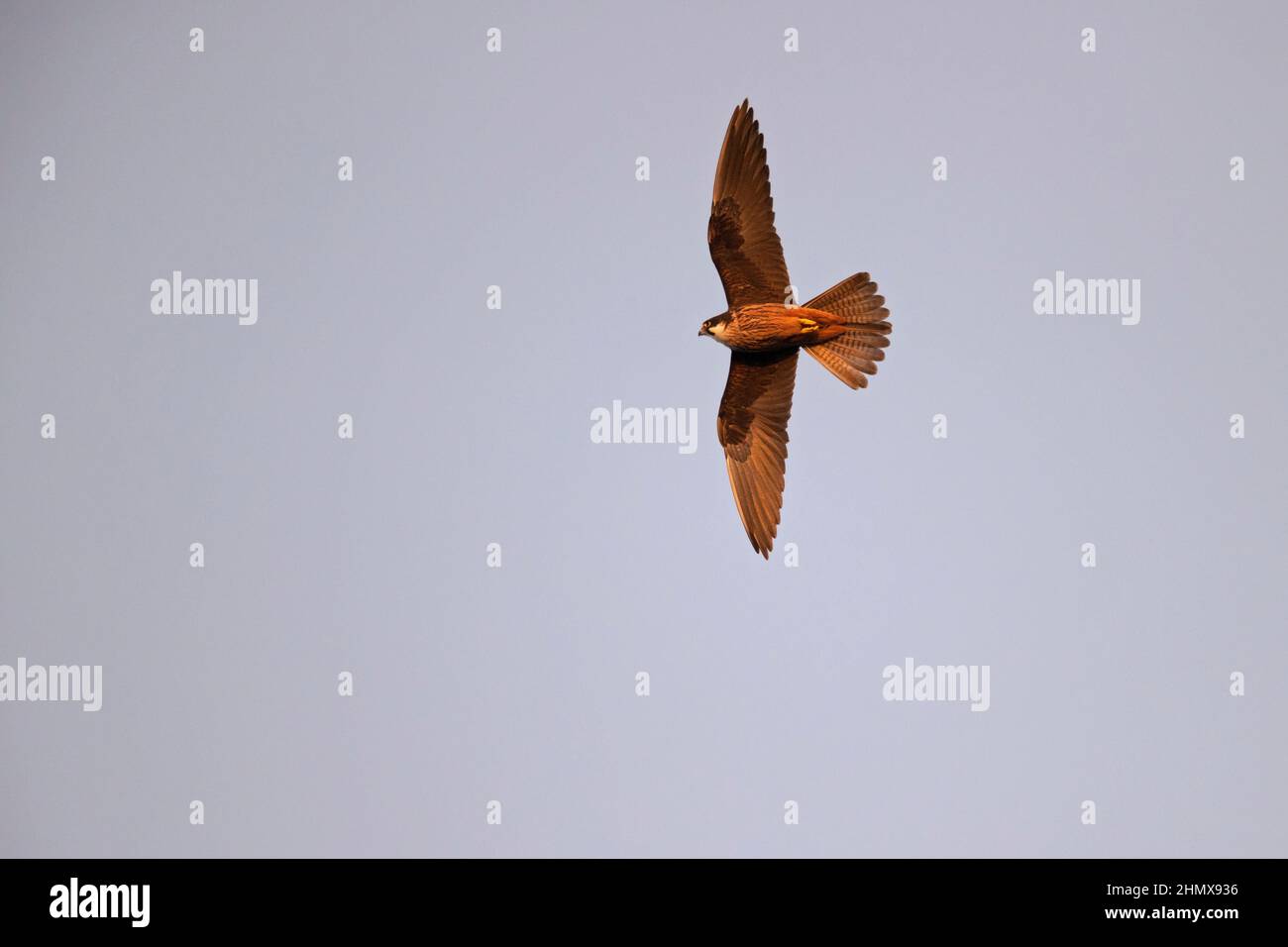 Eleonora's falcon (Falco eleonorae) in high speed in flight Stock Photo ...