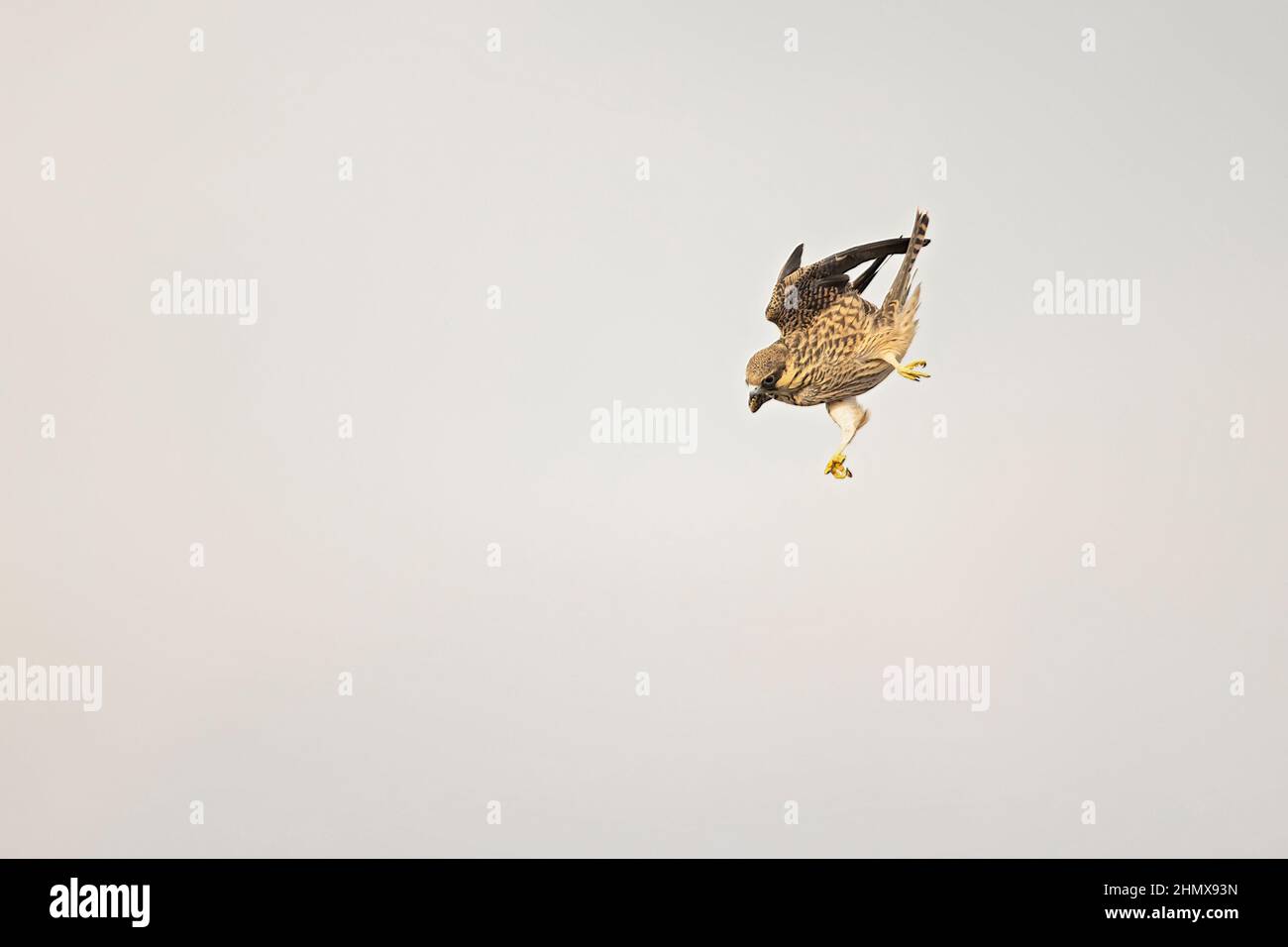 Eleonora's falcon (Falco eleonorae) in high speed in flight Stock Photo ...