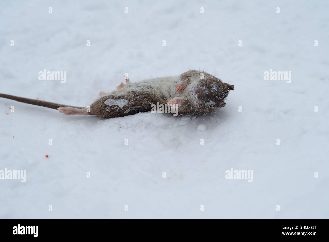 The rat is dead in the winter on the snow Stock Photo - Alamy