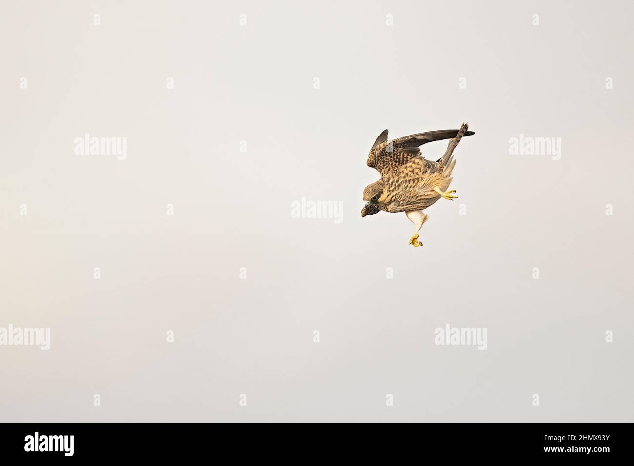Eleonora's falcon (Falco eleonorae) in high speed in flight Stock Photo ...