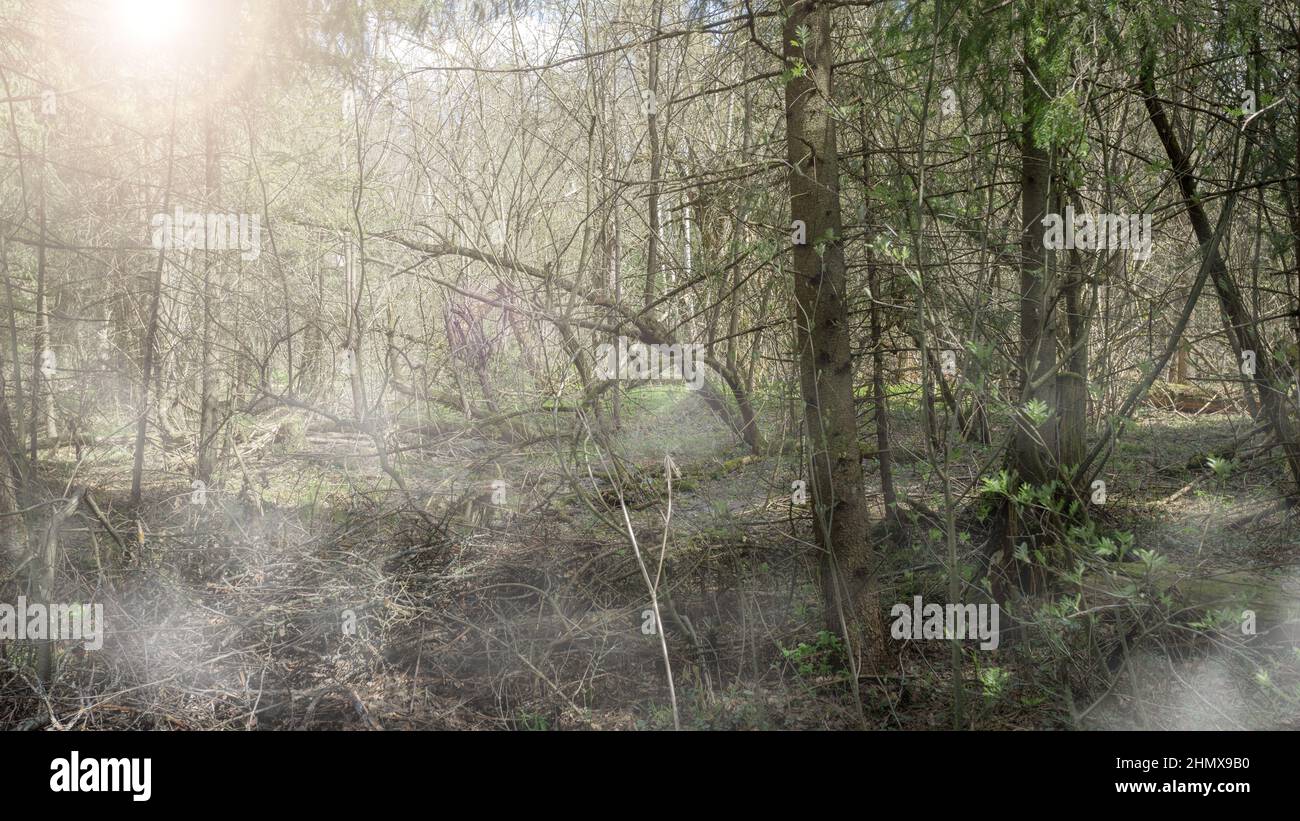 Swamp forest. Marsh vegetation. Landscapes of Russia Stock Photo - Alamy